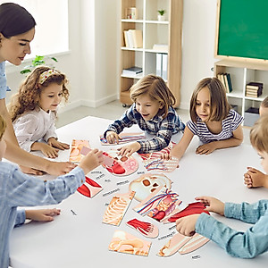 Capoda 63 Pieces Human Body Magnetic Puzzle Set Human Skeleton Organs Muscles Anatomy Magnetic Accents Body Parts Recognition Learning Kit for Home Decoration