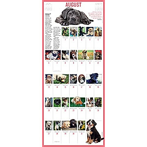 365 Puppies-A-Year Picture-A-Day Wall Calendar 2023: Absolutely Spilling Over With Puppies