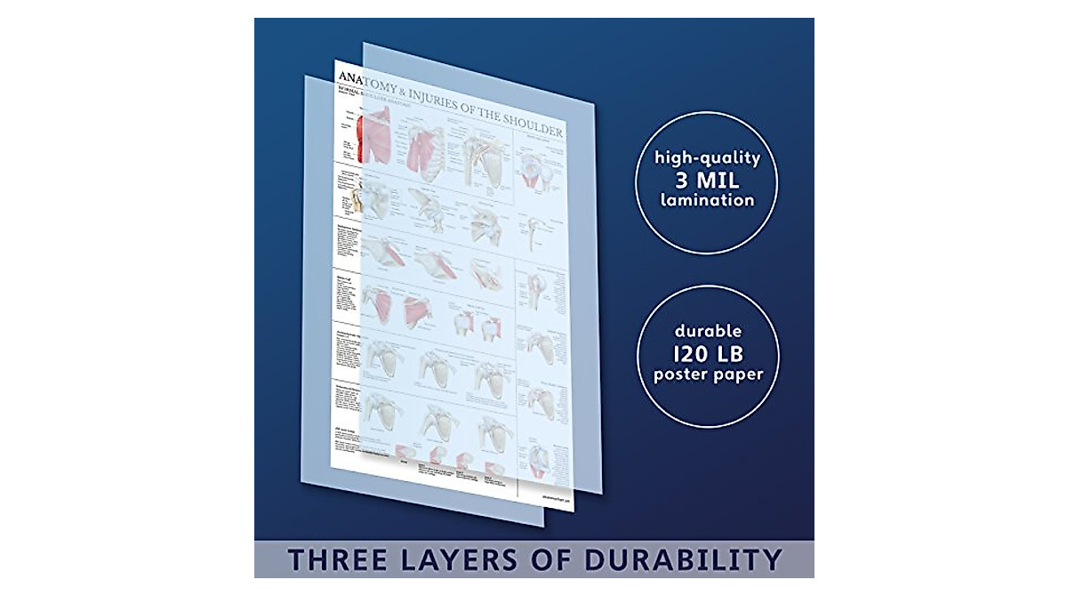 Anatomy of the Shoulder Poster | Palace Learning