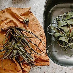 Full Circle Kind Collection 100% Organic Cotton Plant-Dyed Dish Cloths, Set of 3, Indigo