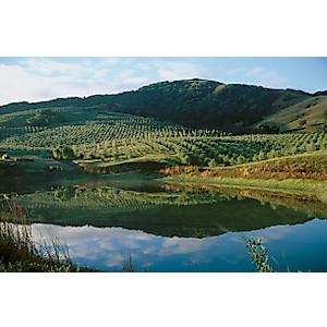 Olive Oil Lip Balm (3-pack) by ODE Olive Oil Beauty, Organic EVOO, California Made