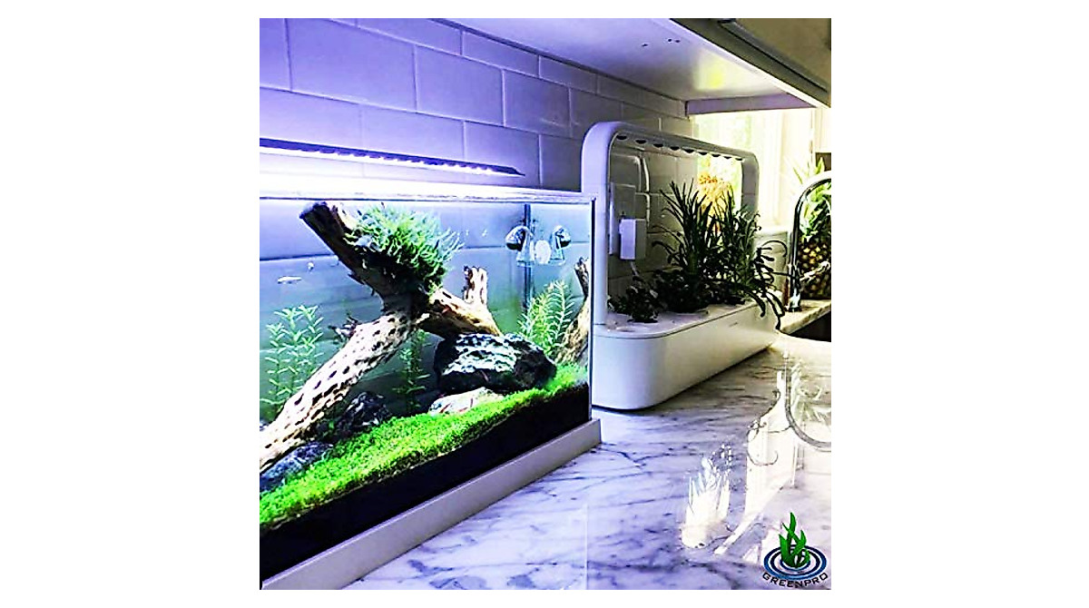 Greenpro Dwarf Baby Tears Aquarium Plant - Live HC for Freshwater Tanks