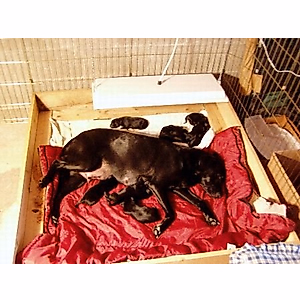 SWEETER HEATER Infrared Heater for Chicks & Pets, Overhead 11x30, 100 Watt