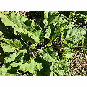 Burdock Root Seeds - Pack of 50, Certified Organic, Non-GMO, Open Pollinated, Untreated Vegetable Seeds for Planting – from USA