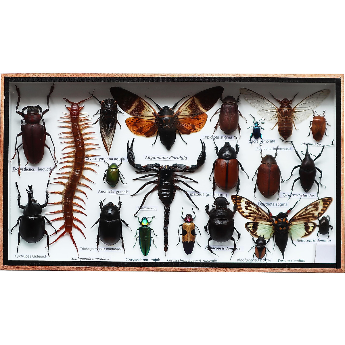 ThaiHonest Very Rare Real MIXS Insect Taxidermy Set in Boxes Display for Collectibles