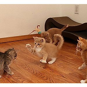 Bouncy Tails 5 Pack Interactive Bouncy Ball with Natural Feathers for Indoor Cats and Kittens who Love to Play and Have Fun.