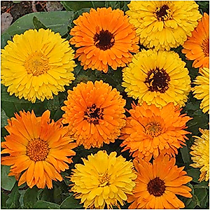 Seed Needs, 3,000+ Calendula Pacific Beauty Seeds for Planting (Calendula officinalis) Non-GMO Wildflower Mix - Butterfly and Bee Attracting! - Bulk