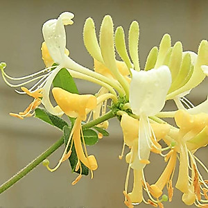 200 Pcs Seeds Honeysuckle Seeds Goldflame Honeysuckle Vine,for Growing Seeds in The Garden or Home Vegetable Garden