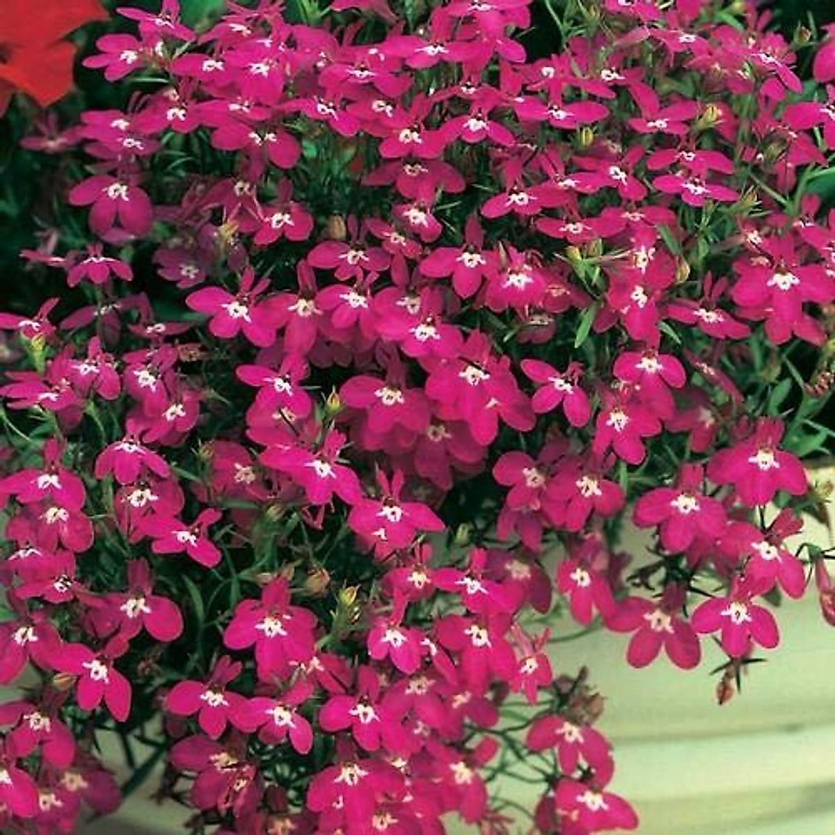 Outsidepride Lobelia Rosamond for Edging Borders, Rock Gardens, Hanging Baskets, Window Boxes, & Ground Cover - 10000 Seeds