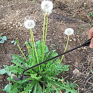 Young4us Garden Weed Pulling Tool Uprooting Weeding Tool, 4 Teeth Weed Puller Tool Manganese Steel Garden Weeder Tool for Vegetable Gardening Planting (Black, 2 Pack, 16 inches)