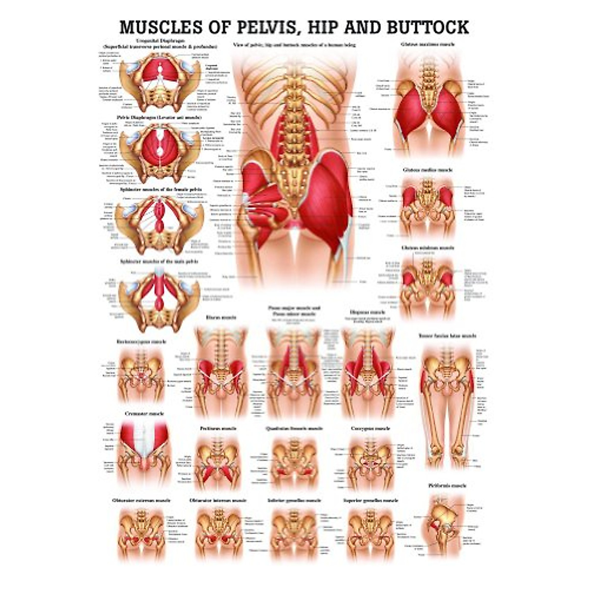Muscles of Buttock, Hip and Pelvis Laminated Anatomy Chart