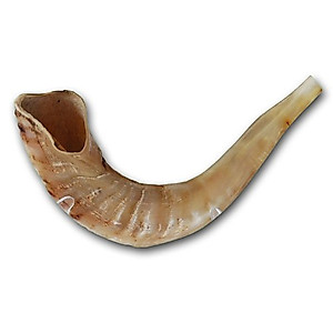Kosher Shofar Ram's Horn Shofar Medium size 39-42cm Polished White