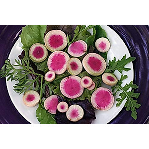 Watermelon Radish Seeds - Inside is red to Pink, Very Sweet and Crisp MMmmmm. (50 - Seeds)