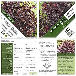 Proven Winners PHYPRC1067800 Summer Wine Black Live Shrub 4.5" Quart White