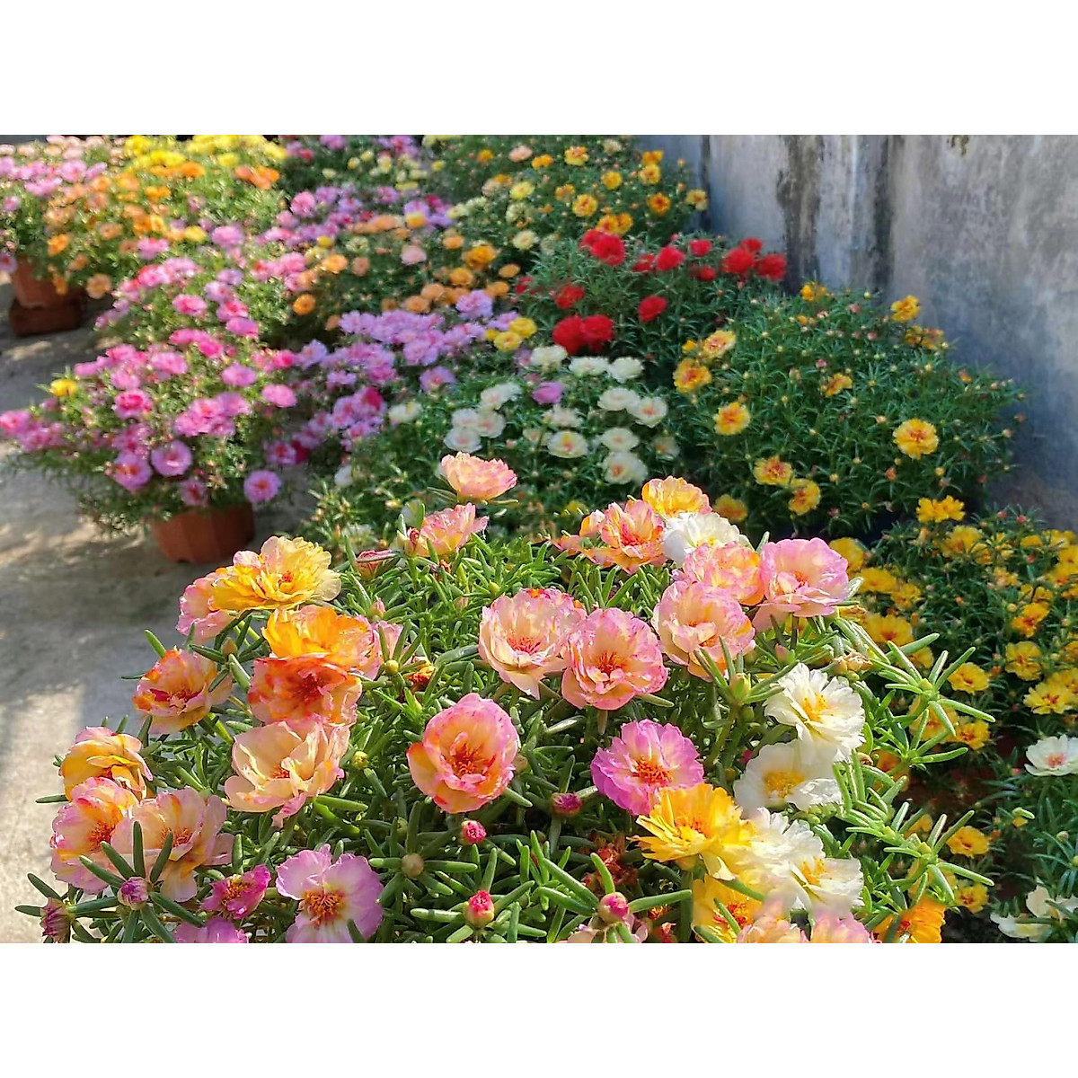Moss Rose Seeds for Planting Outdoors, Pack of 10000 Portulaca Grandiflora Flower Seeds for Planting