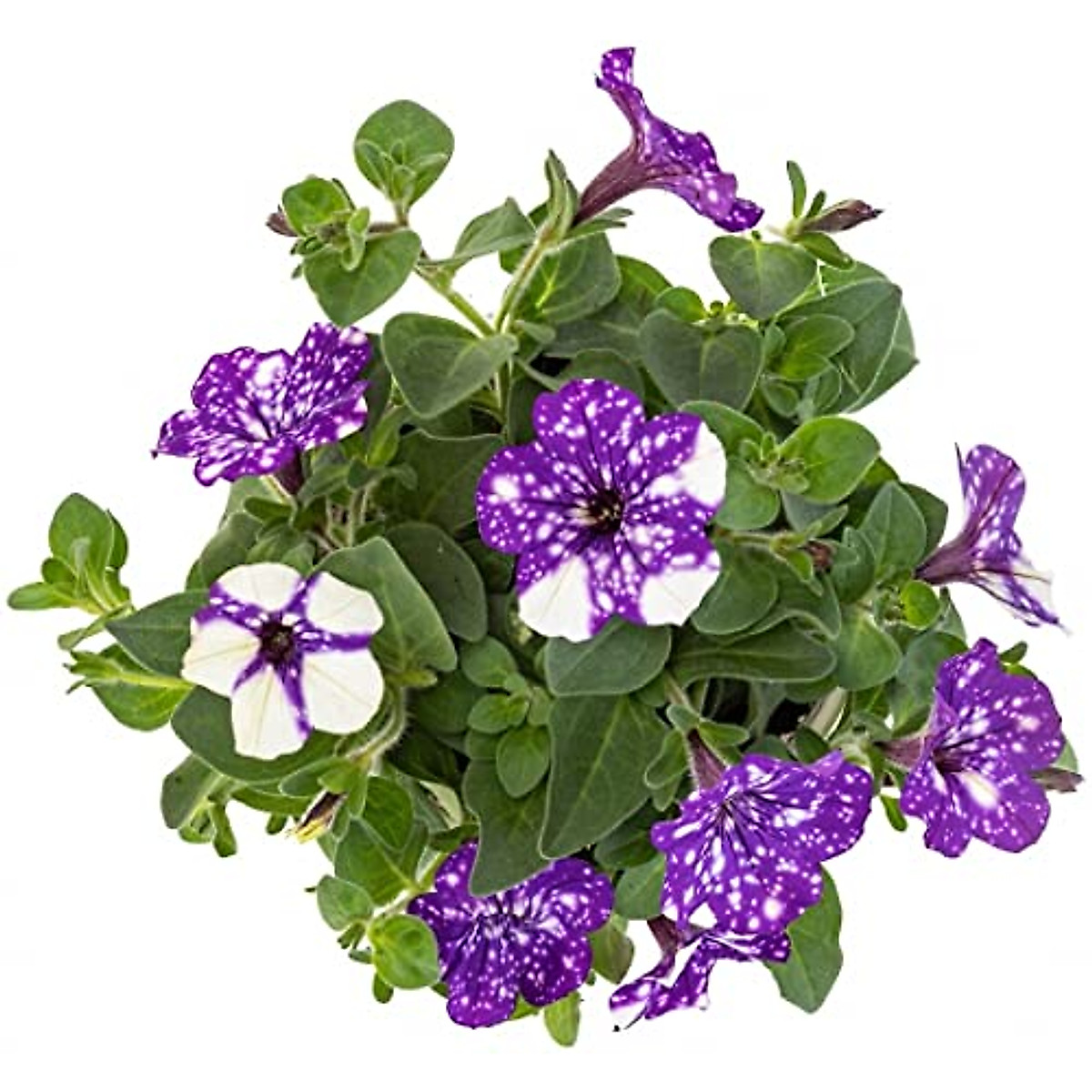 GardenGeng 300+ Rare Night Sky Petunia Seeds for Hanging Baskets - Dwarf Wave Petunia Flower Seeds for Planting Home Garden Non-GMO Heirloom Variety