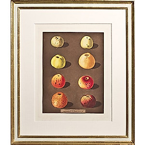 Plate 91; Robertson's Pippin