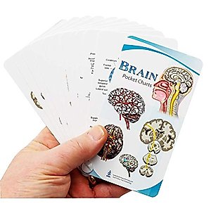 Brain Pocket Charts