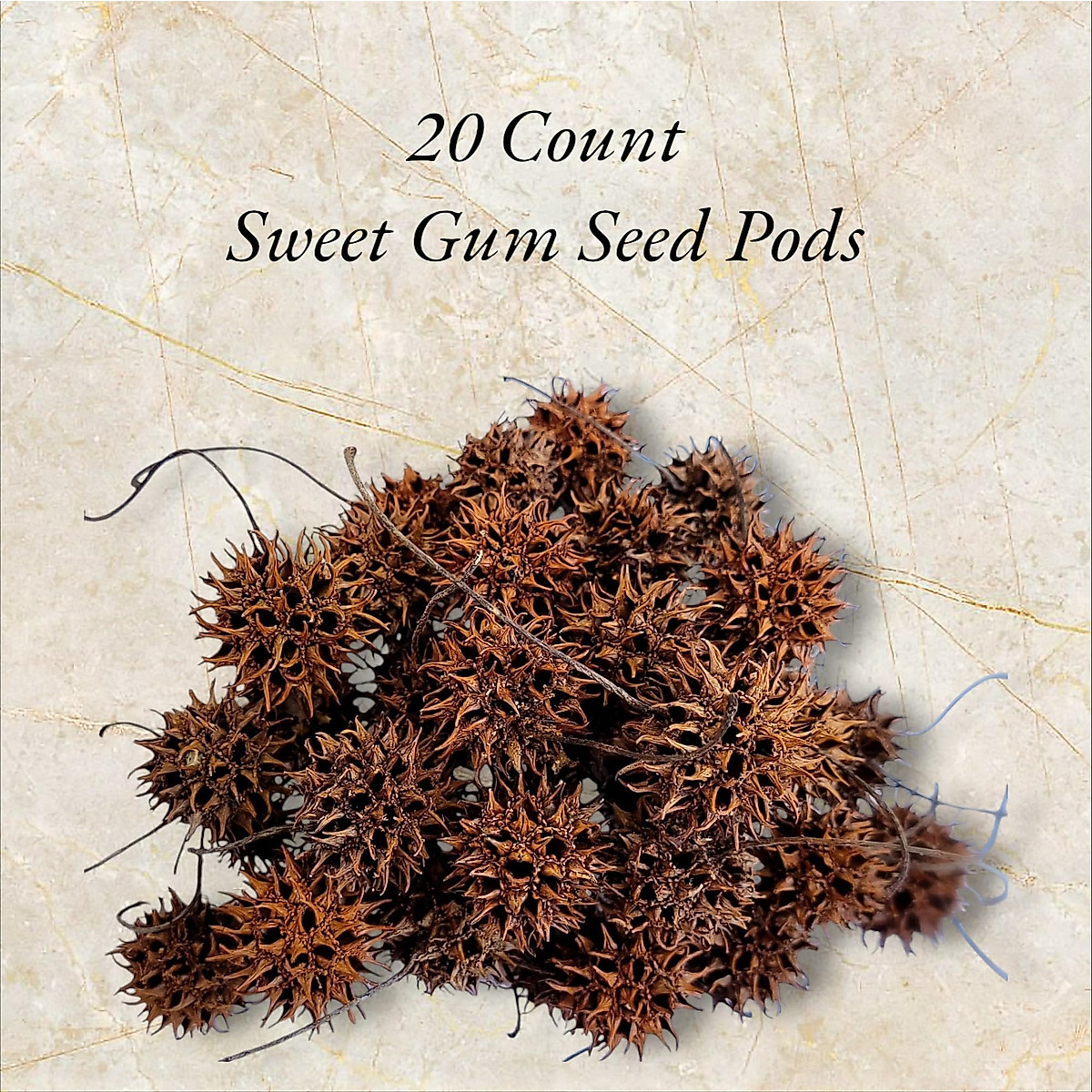 Sweet Gum Tree Seed Pods for Reptiles, Amphibians, Isopds, Terrarium, Bioactive Enclosures, 20 Count of Large 1" - 1.5" Natural and Organic Hand Collected Spikey Balls