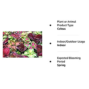 400+ Coleus Seeds- Rainbow Mix- 90% Germ.