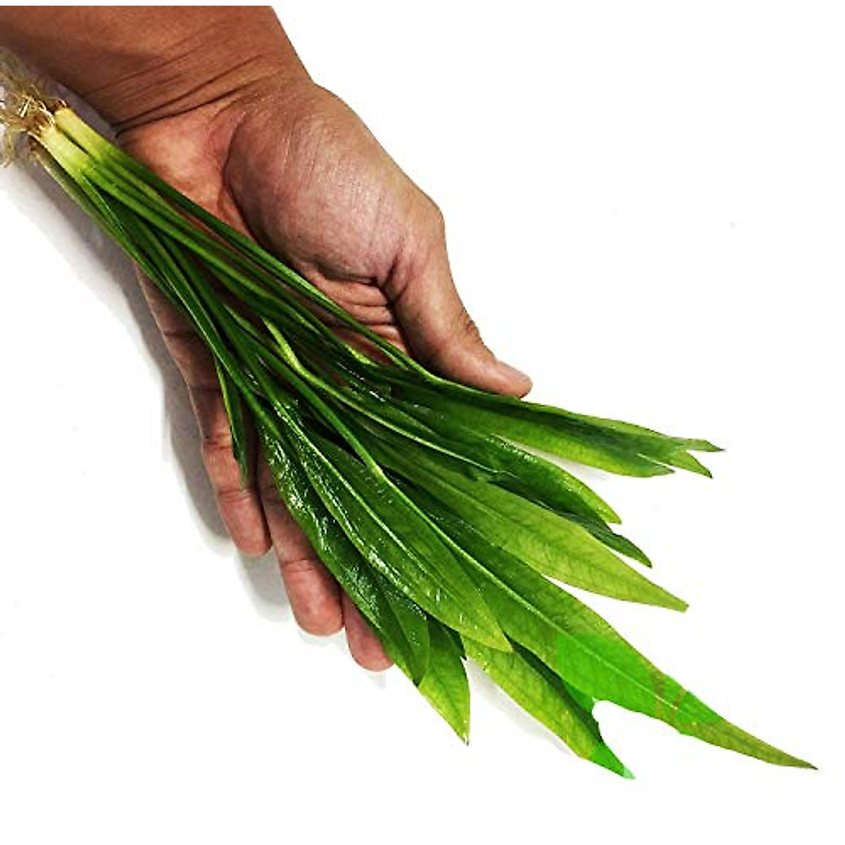 Planterest – Amazon Sword Bundle Medium Easy Background Live Aquarium Plant Decorations BUY2GET1FREE