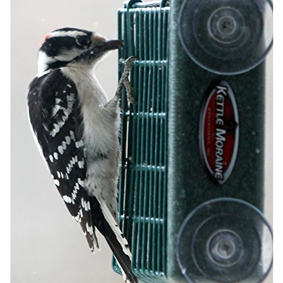 Kettle Moraine Window Mount Single Suet Cake Woodpecker Bird Feeder