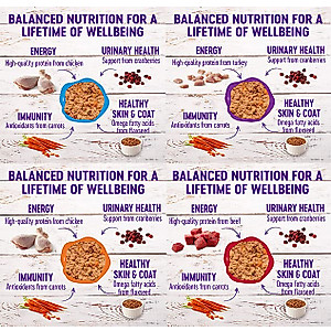 Wellness Natural Premium Canned Cat Wet Food Pate - 12 Pack Cans Variety Bundle Pack 4 Flavor - (Chicken,Beef, Salmon & Turkey) W/HS Pet Food Bowl - (5 Oz Cans)