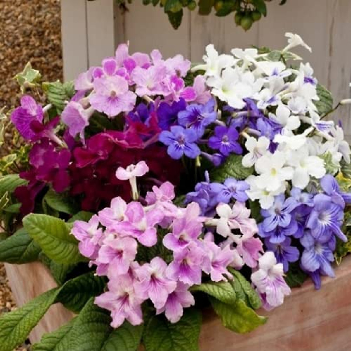 CHUXAY GARDEN Mix Streptocarpus Glandulosissimus,Cape Primrose 100 Seeds White Pink Purple Red Lovely Flowers Showy Accent Plant Easy to Grow & Maintain