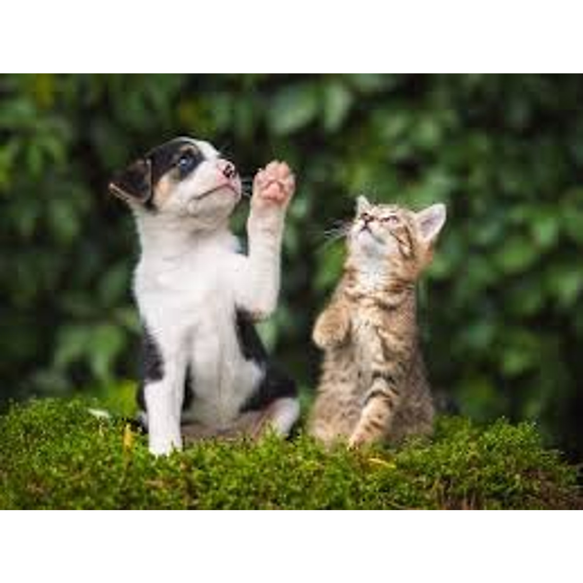 Vitamins for Dogs Skin and Coat - PET Ultra Vitamins - Premium Minerals - for Cats and Dogs - Dog Vitamin a - 1 Bottle (90 Chewable)