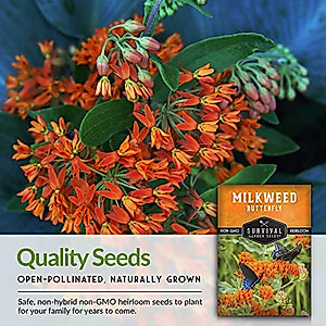Butterfly Milkweed Seeds for Planting - 3 Packs with Instructions to Grow Asclepias Tuberosa - Attract Butterflies & Help Conservation - Non-GMO Heirloom Open-Pollinated - Survival Garden Seeds