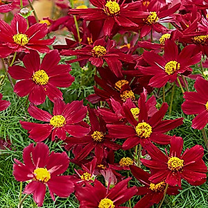 Outsidepride Cosmos Bipannutus Sonata Red Shades Garden Flower Seed Mix - 50 Seeds
