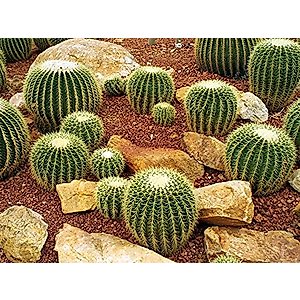 Golden Barrel Cactus Seeds - 25 Seeds -Echinocactus grusonii - Ships from Iowa, USA - Grow Exotic Succulent Cacti Bonsai