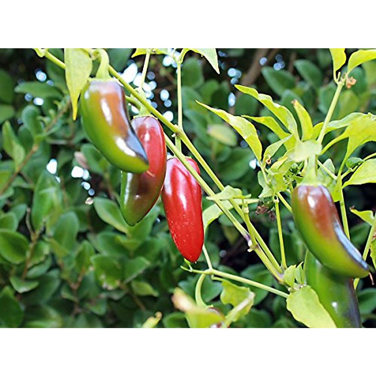 30+ Mucho Nacho Jalapeno Hot Pepper Seeds Heirloom Non-GMO, Capsicum annuum, Spicy, Super Delicious and Fragrant! from USA