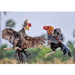 Thunder New Max Vitamins Health Supplement Capsules Rooster Booster Chicken Increasing Energy Formula Feed Cock Fighting Gamecocks, Good Breeding, Stronger & More Power, Healthy 90 Capsules Hen Food