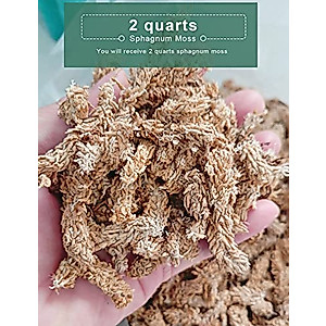 Orchid Sphagnum Moss, 2qt Succulent Dried Moss, Garden Bonsai Pot Mix, Moisture-Holding Plant Growing Medium for Flowers Plant Pot and Reptiles