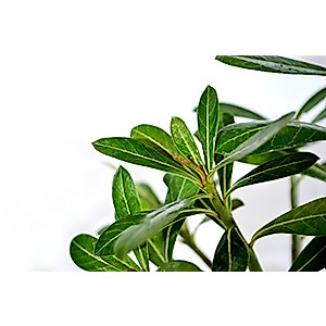 9GreenBox - Desert Rose Bonsai - Ship Bare Root