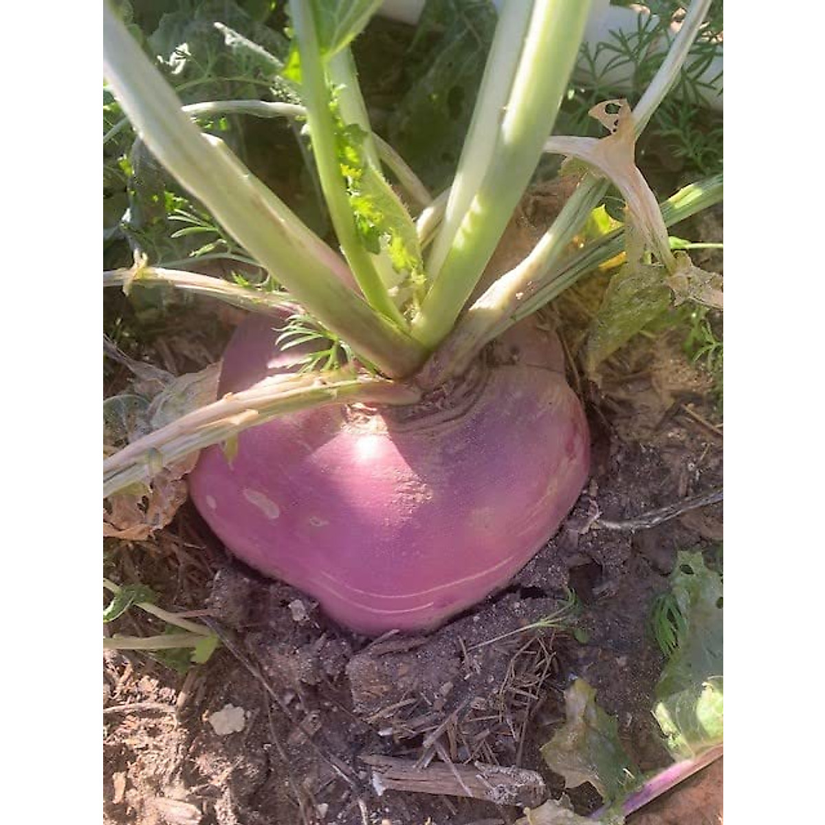 David's Garden Seeds Turnip Purple Top White Globe FBA-7735 (Multi) 200 Non-GMO, Heirloom Seeds