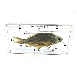 Fish Carp Conformation Specimen in Acrylic Block Paperweights Science Classroom Specimens for Science Education