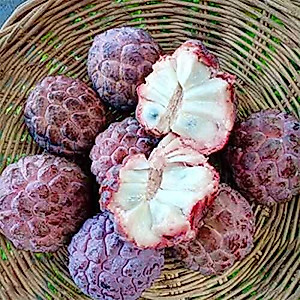 QAUZUY GARDEN 10 Annona Squamosa Seeds, Custard Apple Seeds, Sugar-Apple, Sweetsops, Non-GMO Fruit Seeds, Prolific Perennial Tropical Exotic Fruit Tree for Home Garden