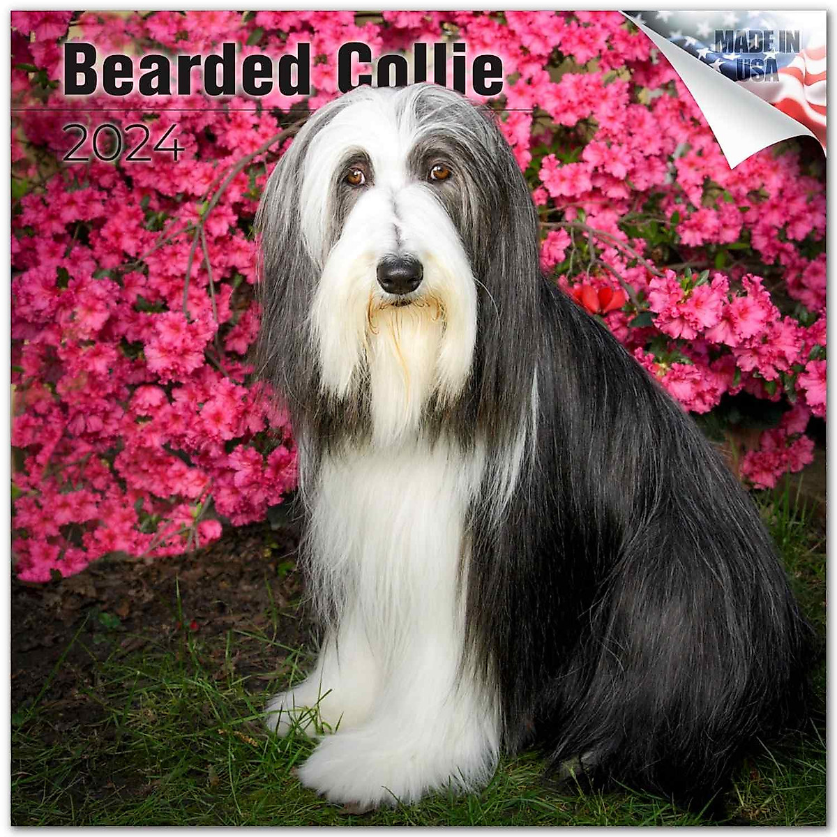 2023 2024 Bearded Collie Calendar - Dog Breed Monthly Wall Calendar - 12 x 24 Open - Thick No-Bleed Paper - Giftable - Academic Teacher's Planner Calendar Organizing & Planning - Made in USA