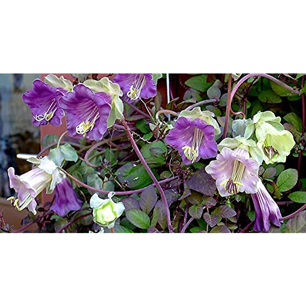 Seeds Cathedral Bellx Mix Cup and Saucer Vine (Cobea) Flowers Beautiful Hanging Annual Garden for Planting Non GMO
