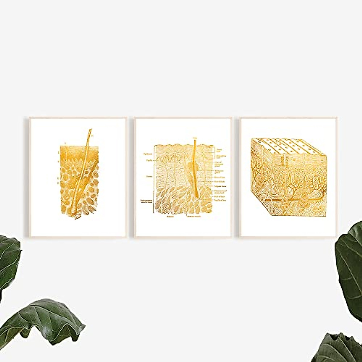 Human Anatomy Posters - Vintage Medical Art Set of 3