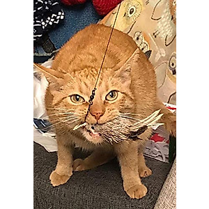 Big Sky Cats House Finch Bird Refill/Attachment- Fits Wildcat and Popular Bird and Mouse Type Wands/Poles