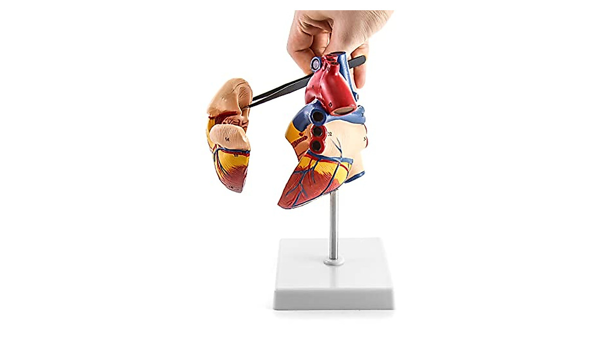 QWORK Life Size Human Heart Model | 34 Anatomical Structures