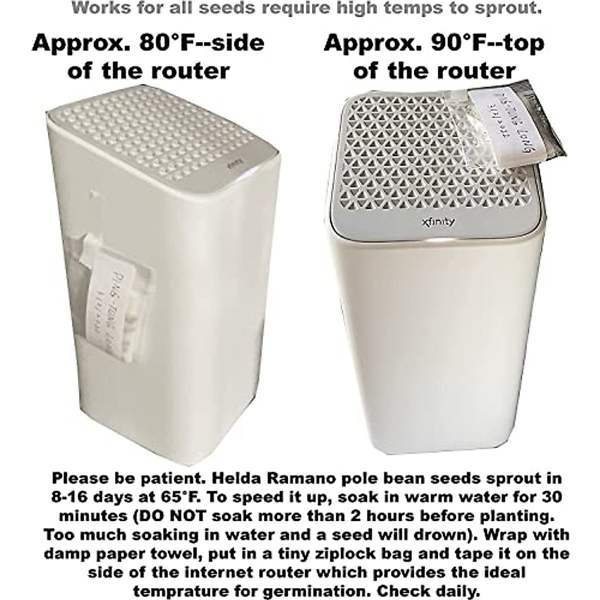 Special! Pole Bean Seeds for Planting Vegetables and Fruits-Chinese Green Bean Seeds 扁豆芸豆.French/Romano Pole Beans.Non GMO Garden Seeds for Home Vegetable Garden-30ct Helda Bean,15g