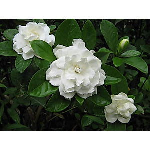 100+ Cape Jasmine Seeds White Jasmine Bonsai Plants Flowers Home Garden