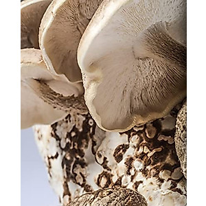 Grow Your Own Organic Mushroom Kit - Shiitake - Indoor Growing Kit by Happy Caps Mushroom Farm