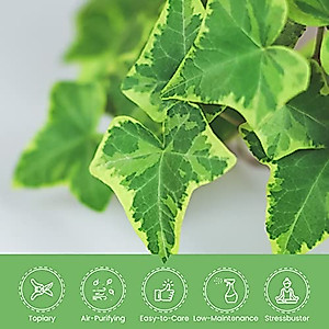 American Plant Exchange Live Baltic English Ivy Small Leaf Needle Point Plant, Vine and Plant Pot for Home and Garden Decor, 6" Pot