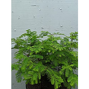 5 Tree Redwood Forest Bonsai Tree