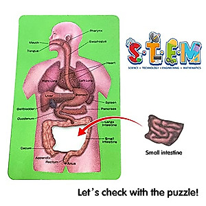MIIRR Human Anatomy Study Cube Showing The 9 Parts of The Human Body with Pictures and Descriptions of Human Organs, Best Gift for Nurses, Medical Students